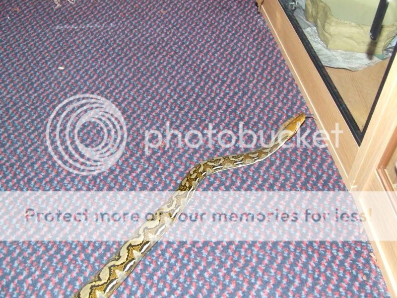 yellow head female bicol reticulated python | Reptile Forums