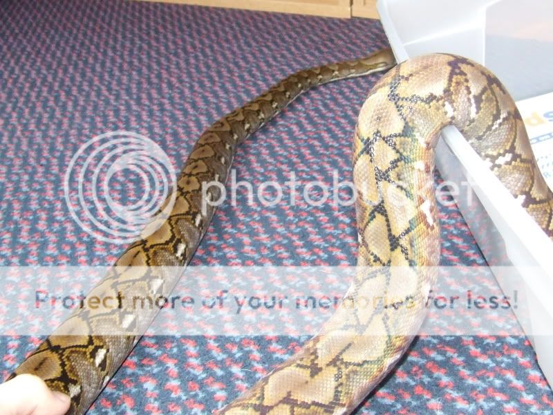 Adult + Baby Dwarf Retic Pictures | Reptile Forums