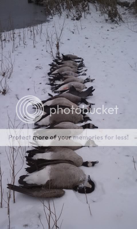 Small River Goose Decoy setup | The HuntingPA.com Outdoor Community