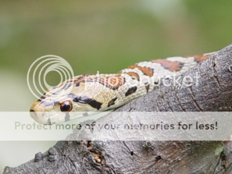 Leopard rat snake | Reptile Forums