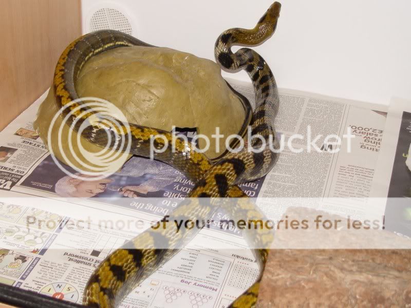 Some of my Brumating snakes waking up | Reptile Forums