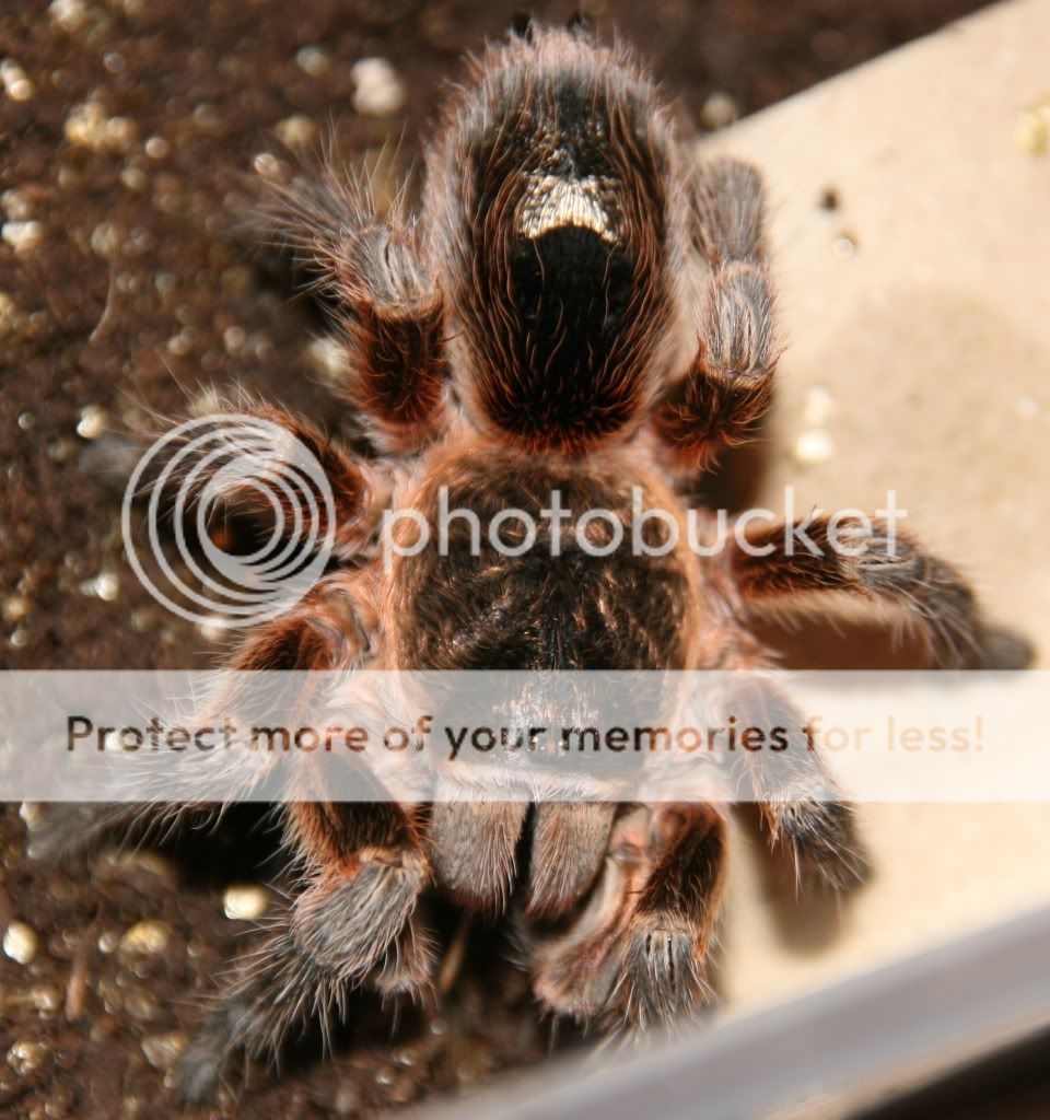 First T... certainly not the last... | Reptile Forums