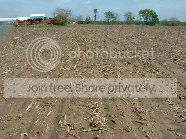 Pictures-Poor Stand Of Corn - General Chat - Red Power Magazine Community